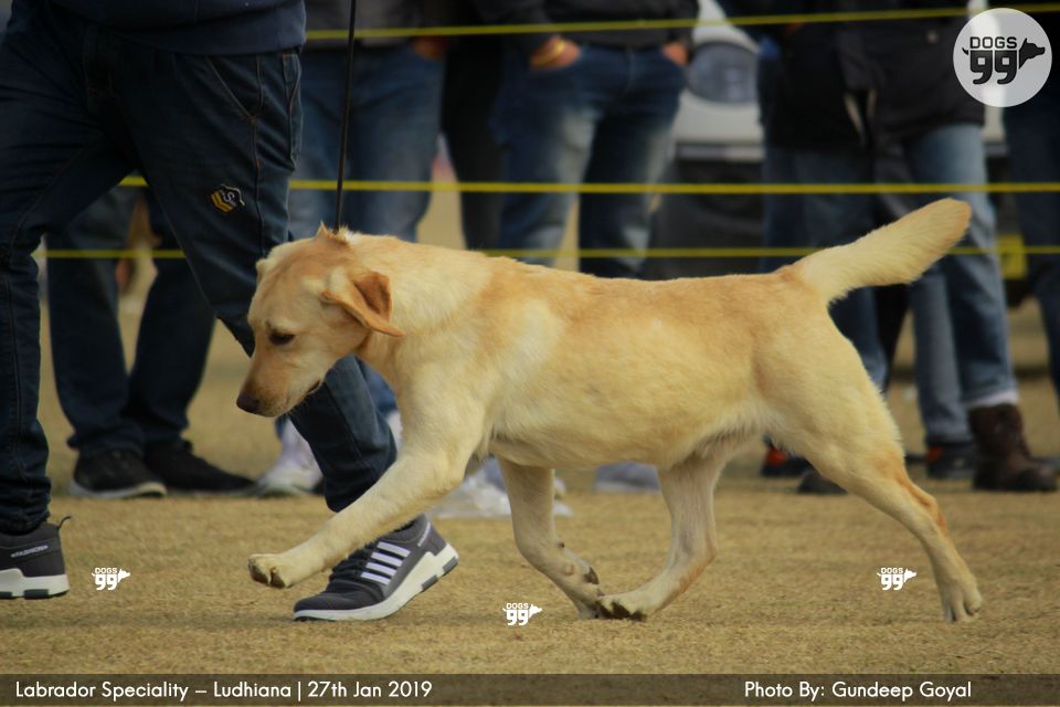 Labrador Speciality Ludhiana 2019 272 | Dog Shows