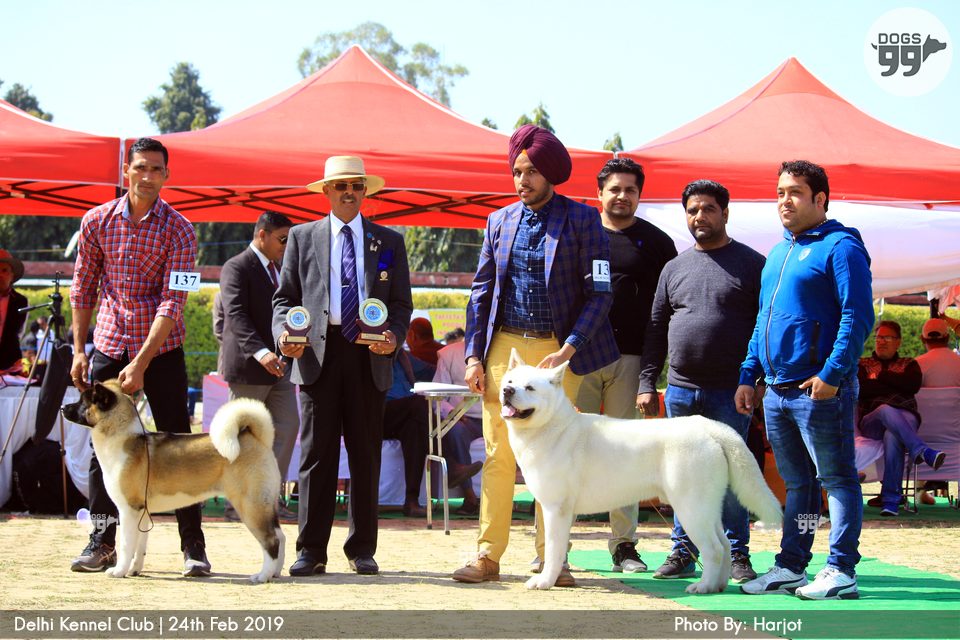 Delhi Dog Show 2019 280 | Dog Shows