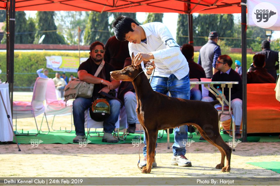 Delhi Dog Show 2019 280 | Dog Shows