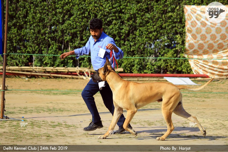 Delhi Dog Show 2019 280 | Dog Shows