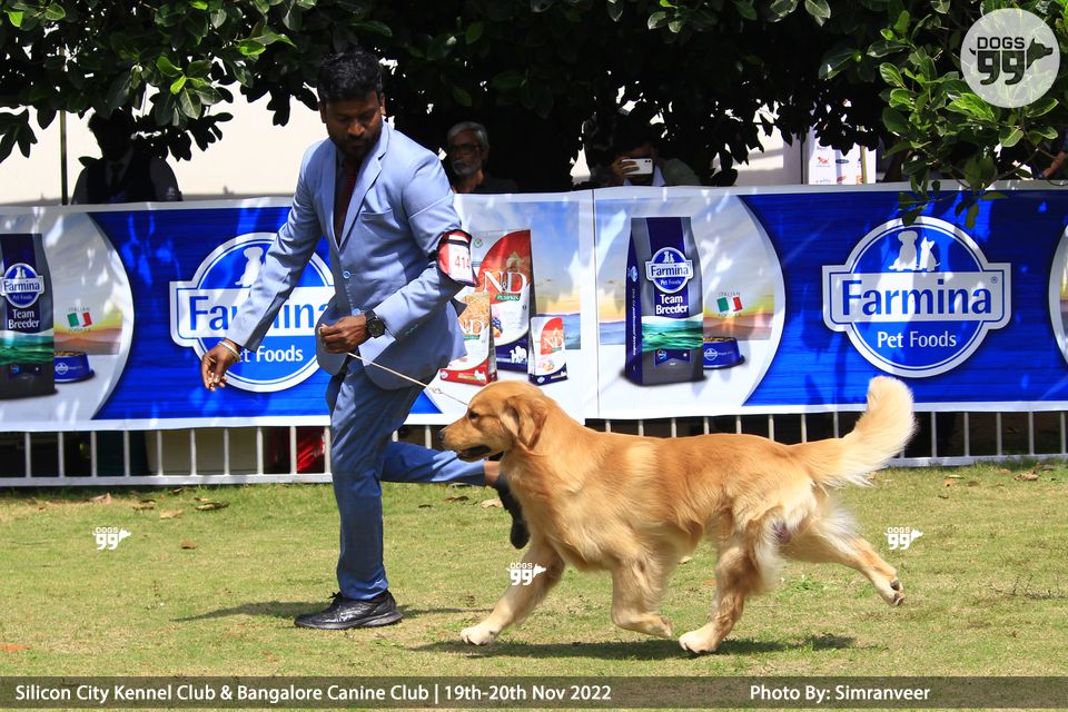 Bangalore Dog Show Day 1 2022 474 Dog Shows