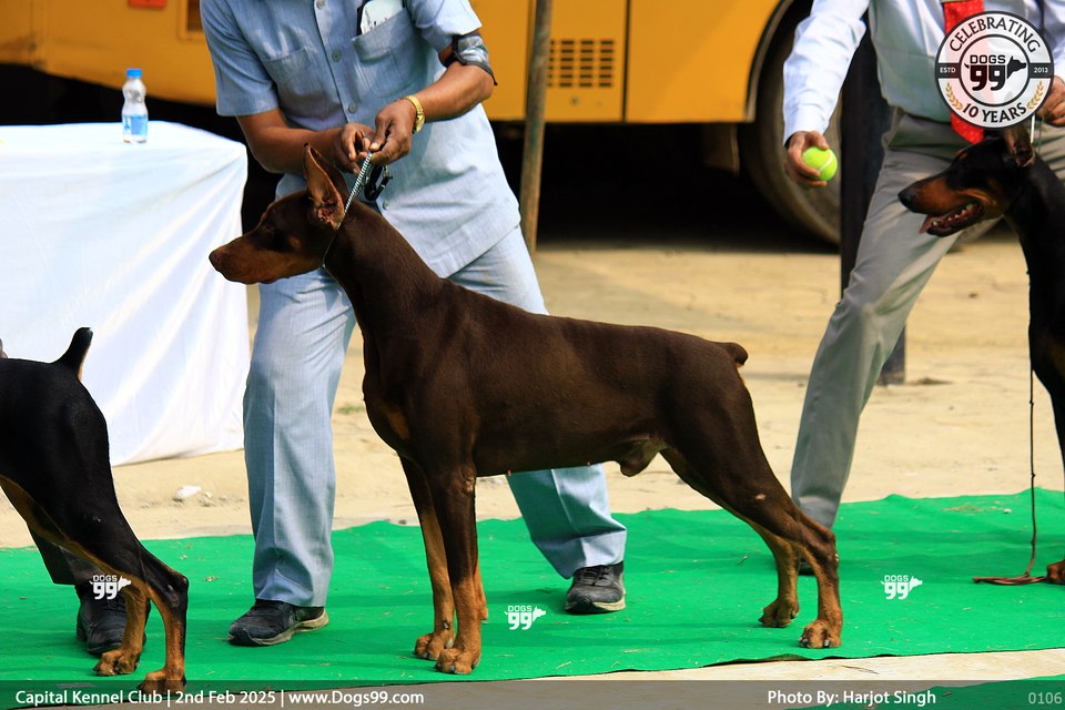 Capital Dog Show Delhi 2025 722 | Dog Shows