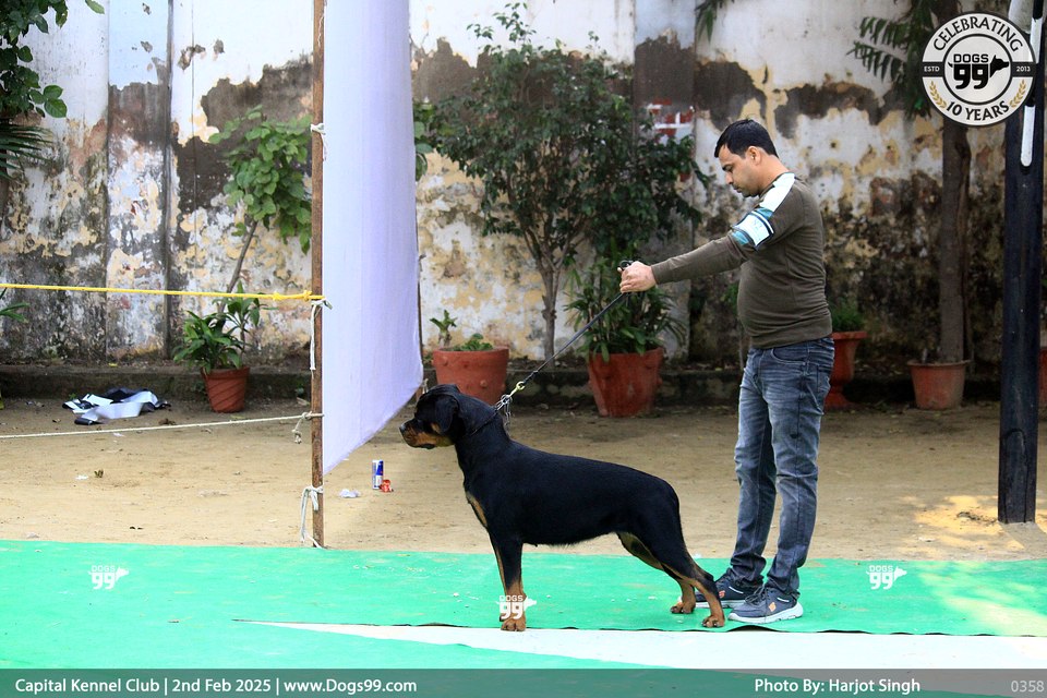 Capital Dog Show Delhi 2025 722 | Dog Shows
