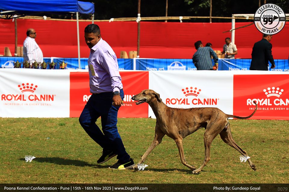 Pune Dog Show Pkc 2025 762 | Dog Shows