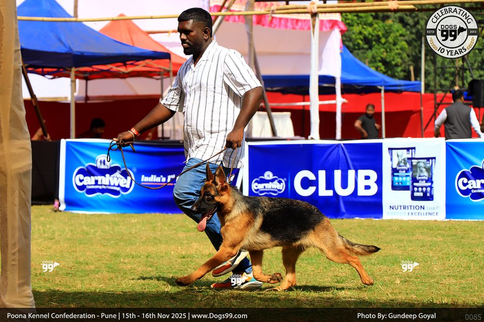Pune Dog Show Pkc 2025 762 | Dog Shows