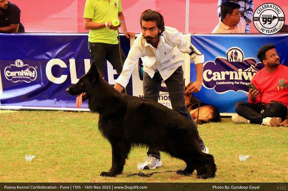 Pune Dog Show Pkc 2025 762 | Dog Shows